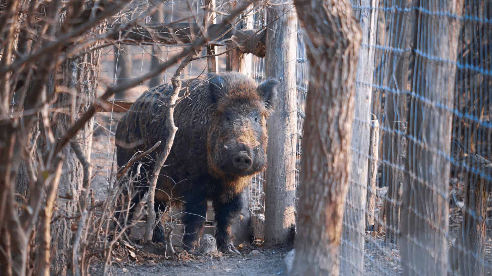 Why Are Wild Boars So Dangerous? - The Body Training Why Are Wild Boars So Dangerous? - The Body Training