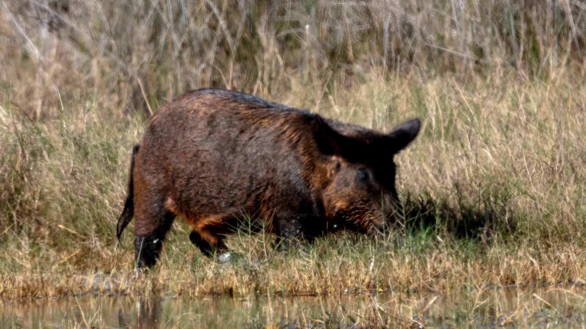 Will Golden Malrin Kill Wild Hogs? - The Body Training
