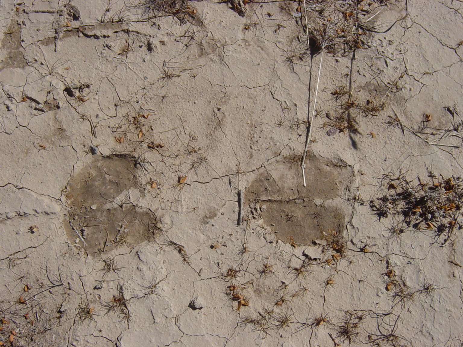 Elk Tracks Vs. Cattle Tracks: Differences Explained - The Body Training