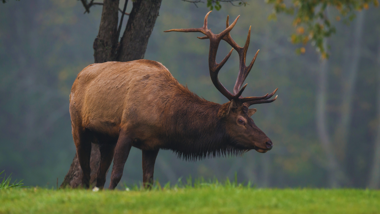 Will A 223 Kill An Elk? - The Body Training
